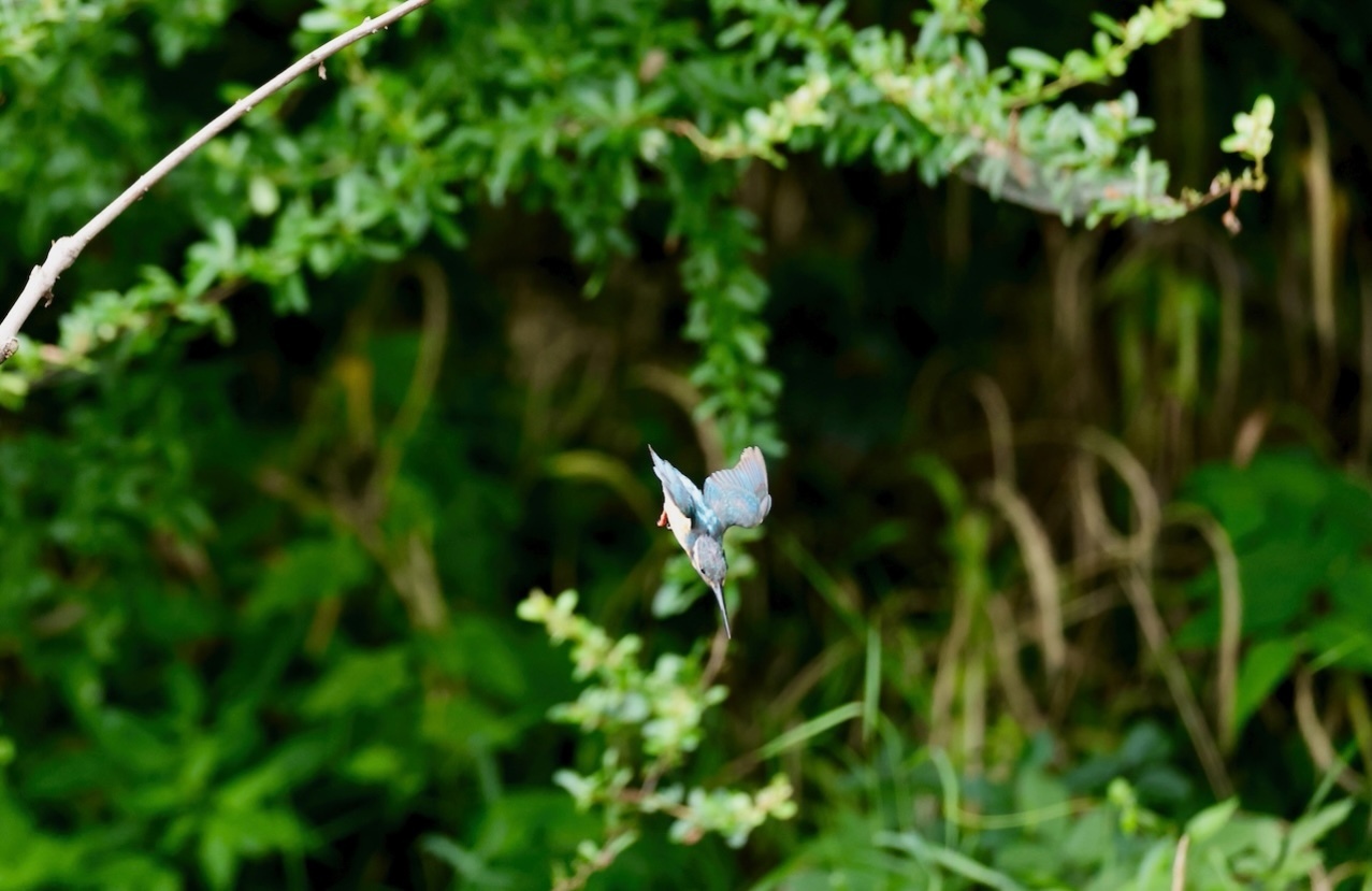 翡翠に夢中 令和7年 文月 05: 一写入魂のブログ