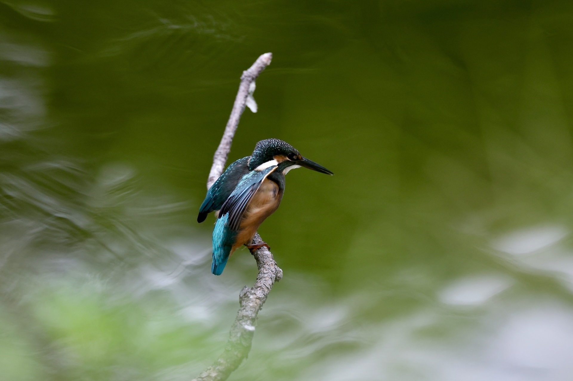 翡翠に夢中 令和7年 長月 08: 一写入魂のブログ